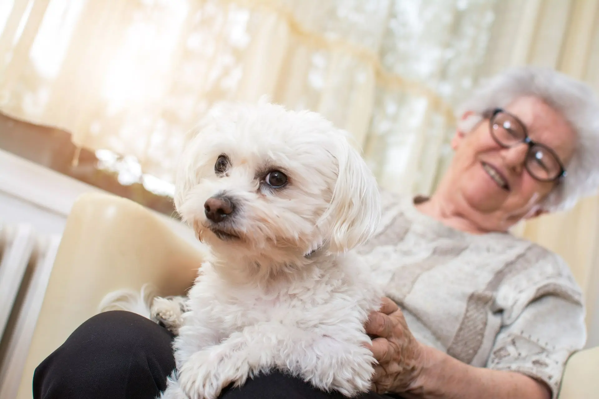 "Essential Guide to Dog Ownership for Older Adults: Benefits, Consider