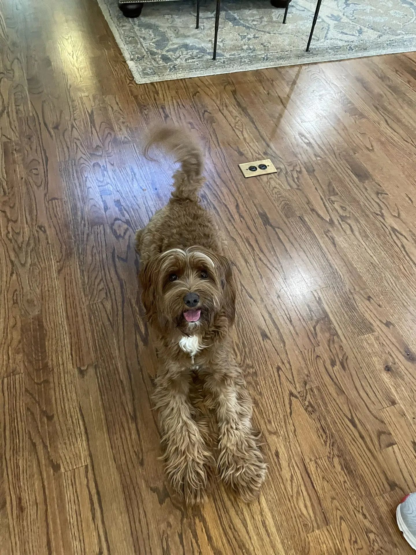 Really Understand your dog